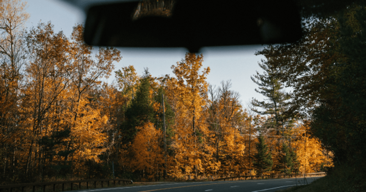 A tree, a car and an AI solution